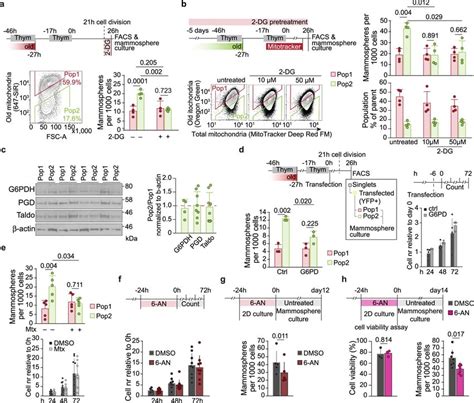 Effect Of Manipulating Ppp Or The Folate Cycle On Stemness A Download Scientific Diagram