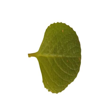 Medicinal Plant Final Object Detection Dataset By Anhleev2