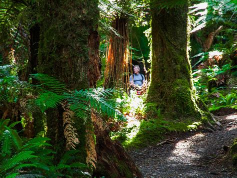 Te Urewera Te Urewera New Zealand Trip Ideas