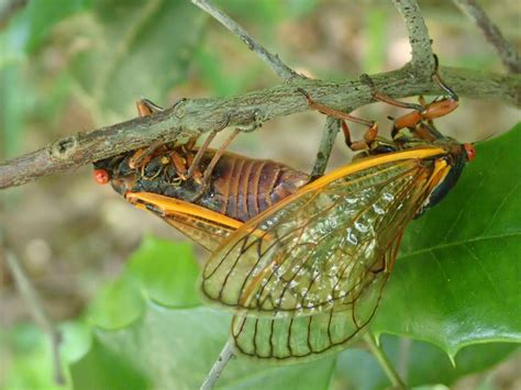 Planet Earth Cicadas