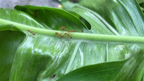 Group Of Red Ants Walking On The Leaves Looking For A Nest Stock