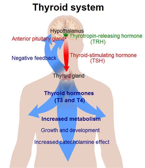 Hyperthyroidism Physiopedia
