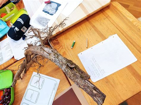 Biomimetics In Austria Baum Project Blogionik