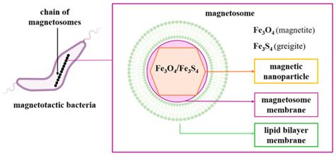 The Biomedical Limitations Of Magnetic Nanoparticles And A