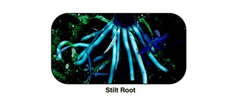 Difference Between Prop Roots And Stilt Roots