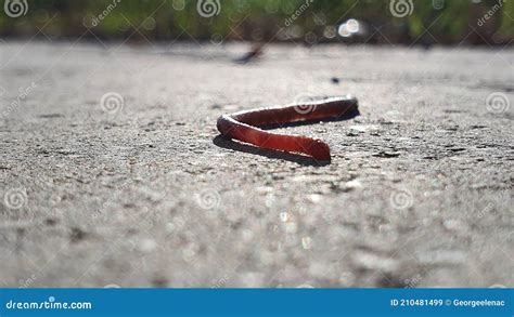 Oligochaeta A Subclass Of Animals In The Phylum Annelida Which Is Made