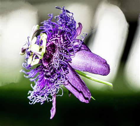 Wicked Colors Photograph By Jan Vacek Fine Art America