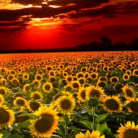 💥bossmom3💪👊♥️ Coolmomever2 Is Live Tiktok Live