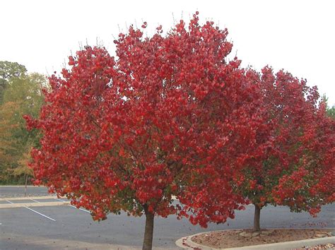 Online Plant Guide Pyrus Calleryana Autumn Blaze Autumn Blaze