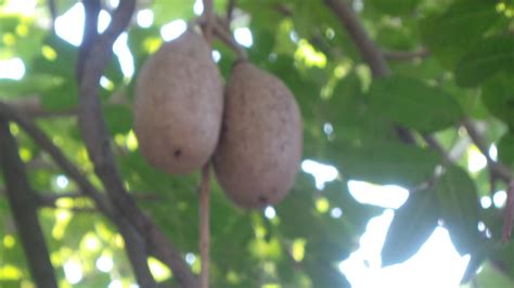 Can Anybody Identify This Tree ResearchGate