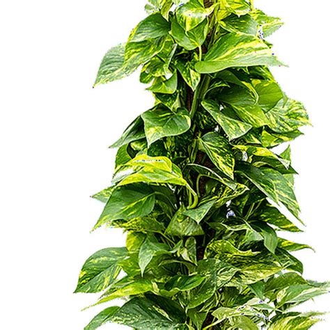 Epipremnum Aureum Buy Online At Foliage Factory Plant Shop