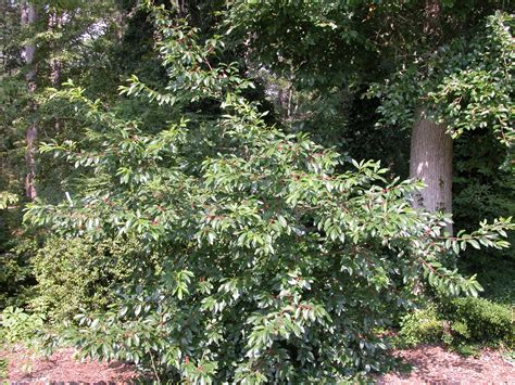 Carolina Buckthorn Old Town