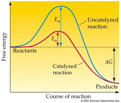 Energy Diagram Catalyzed Vs Uncatalyzed Reaction Wiring Diagram Pictures
