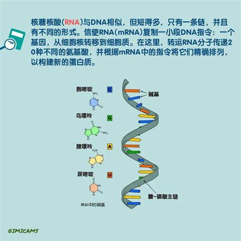 Mrna的结构图 千图网
