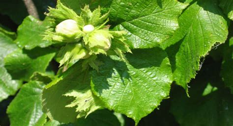 Different Types Of Hazelnut Tree Varieties Filbert Species