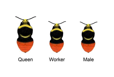 Queen Bumble Bee Identification Bees How Diverse Can They Be Uc