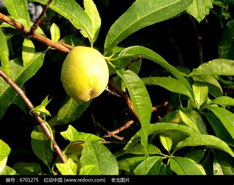 一粒琵琶果高清图片下载 红动中国
