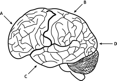 Psych 345 Exam 1 Diagram Identification Flashcards Quizlet
