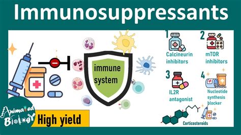 Immunosuppressants How Immunosuppressants Work At Molecular Level