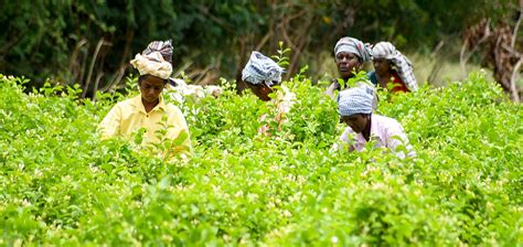 Delay In Jasmine Sapling Distribution Hits Arakkonam Farmers