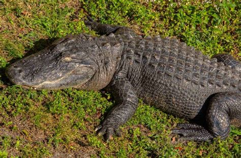 The Largest Alligator Ever Found In The Us