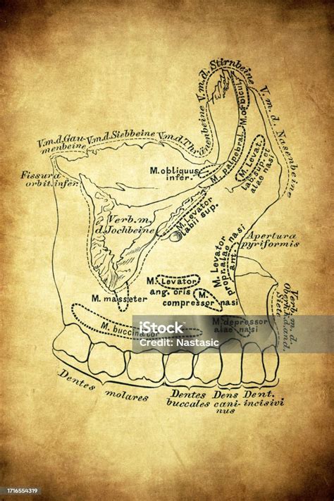Right Maxillary Bone Superior Maxilla Stock Illustration Download