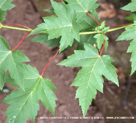 Sienna Glen Maple Grass Pad