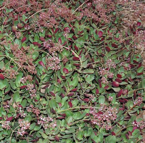 Crassula Multicava Wildflower Nursery