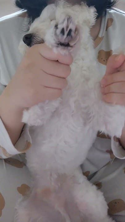 강아지 포켓몬 춤 ㅋㅋㅋㅋ Youtube