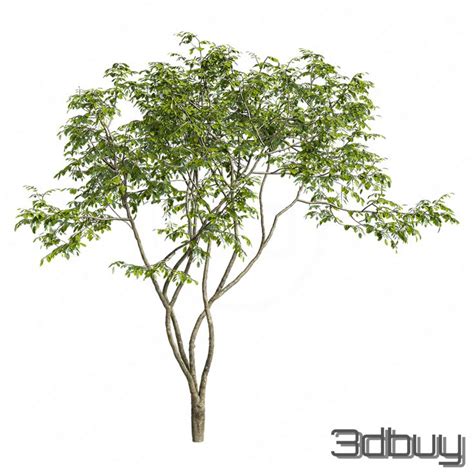 Pin By Eric On 花艺（flower） Tree Photoshop Photoshop Nature Photoshop