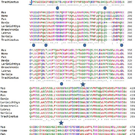 Multiple Primary Sequence Alignment Of The Keap1 From T Ovatus With Download Scientific