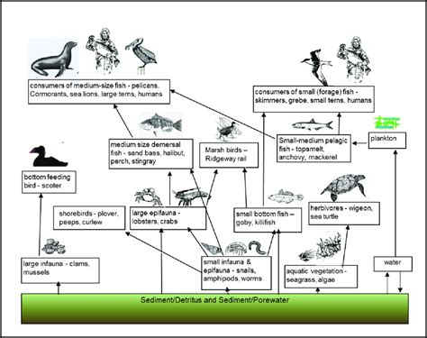 Conceptual Food Web For San Diego Bay Download Scientific Diagram
