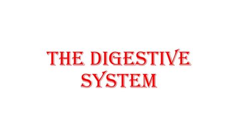 The Digestive System Grade Seven Scipptx