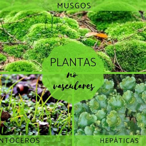 Tejido No Vascular En Plantas