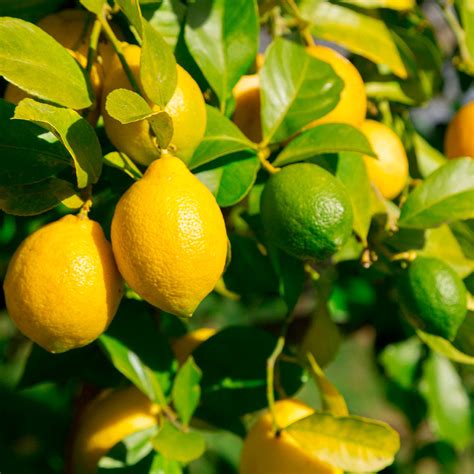 Lime Trees For Sale