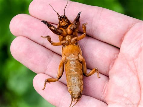 Bramor Na Vrtu In Učinkovito Zatiranje škodljivca Na Ekološki Način Zeleni Svet