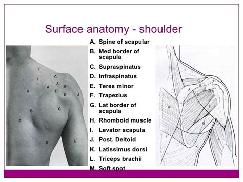 Arm Anatomical Landmarks At Melody Davis Blog