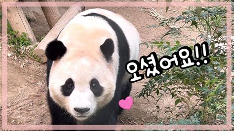 318 그녀가 온다두근 두근푸바오 가족 일상 Youtube