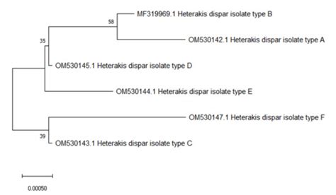 Molecular Analysis Of The Heterakis Dispar Population In Domestic Geese
