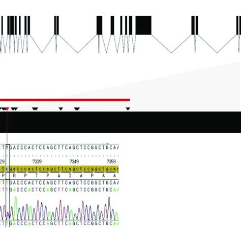 A Schematic Structure Of The Srcap Gene And The Locations Of Mutations Download Scientific