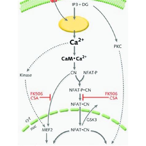 Pdf Keeping Up With Calcium Conference On Calcium Binding Proteins