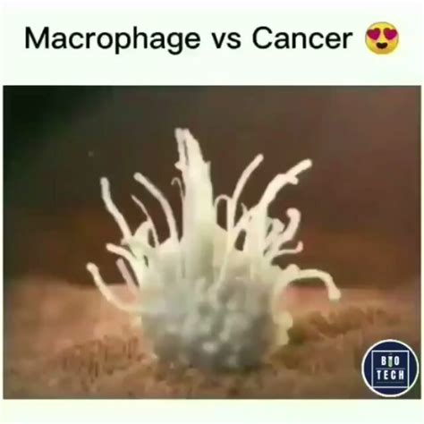 Shubham Thorat Biotechnology Microphage Vs Cancer 🤩😍😍