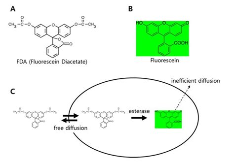 Using The Luna Fl Dual Fluorescence Cell Counter For Rapid Cell