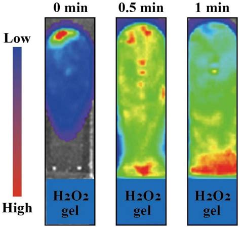基于酶动力探针的多种细胞外囊泡亚群同步分离系统及分离方法 基于酶动力探针的多种细胞外囊泡亚群同步分离系统及分离方法