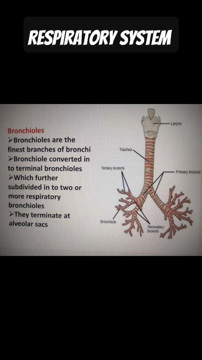 Respitary System Part1 Youtube