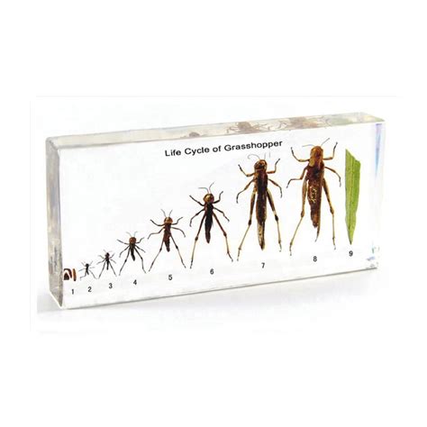 Grasshopper Life Cycle