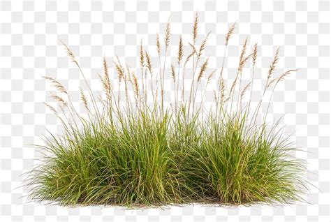 Tall Grass Images Free Photos Png Stickers Wallpapers And Backgrounds