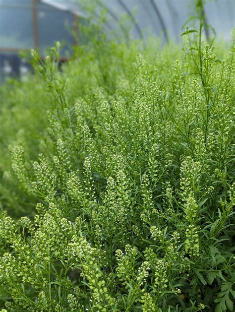How To Grow Peppergrass — Three Acre Farm