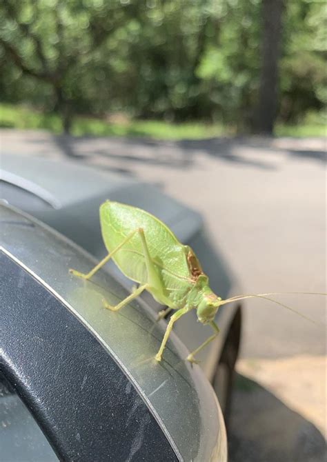 Checking Out Of Our Cabin And Look Who Shows Up A Leaf Bug R Bluey