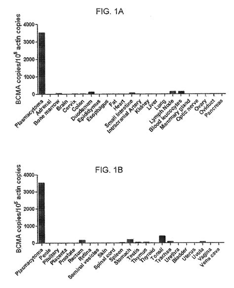 Chimeric Antigen Receptors Targeting B Cell Maturation Antigen Eureka